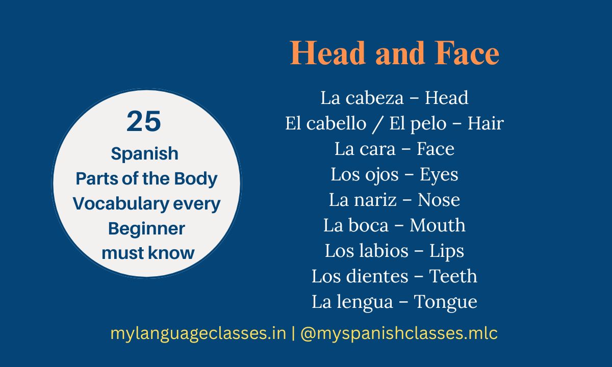 25 Spanish Parts of the Body Vocabulary for Beginner | My Language Classes