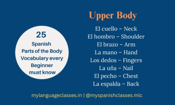 25 Spanish Parts of the Body Vocabulary for Beginner | My Language Classes