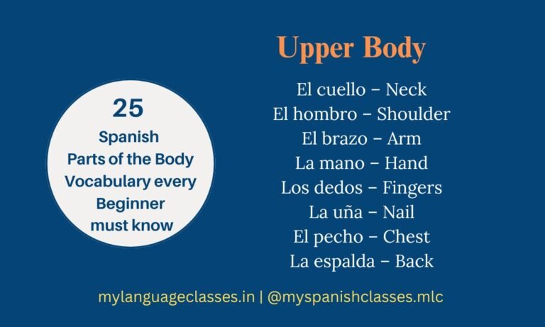 25 Spanish Parts of the Body Vocabulary for Beginner | My Language Classes
